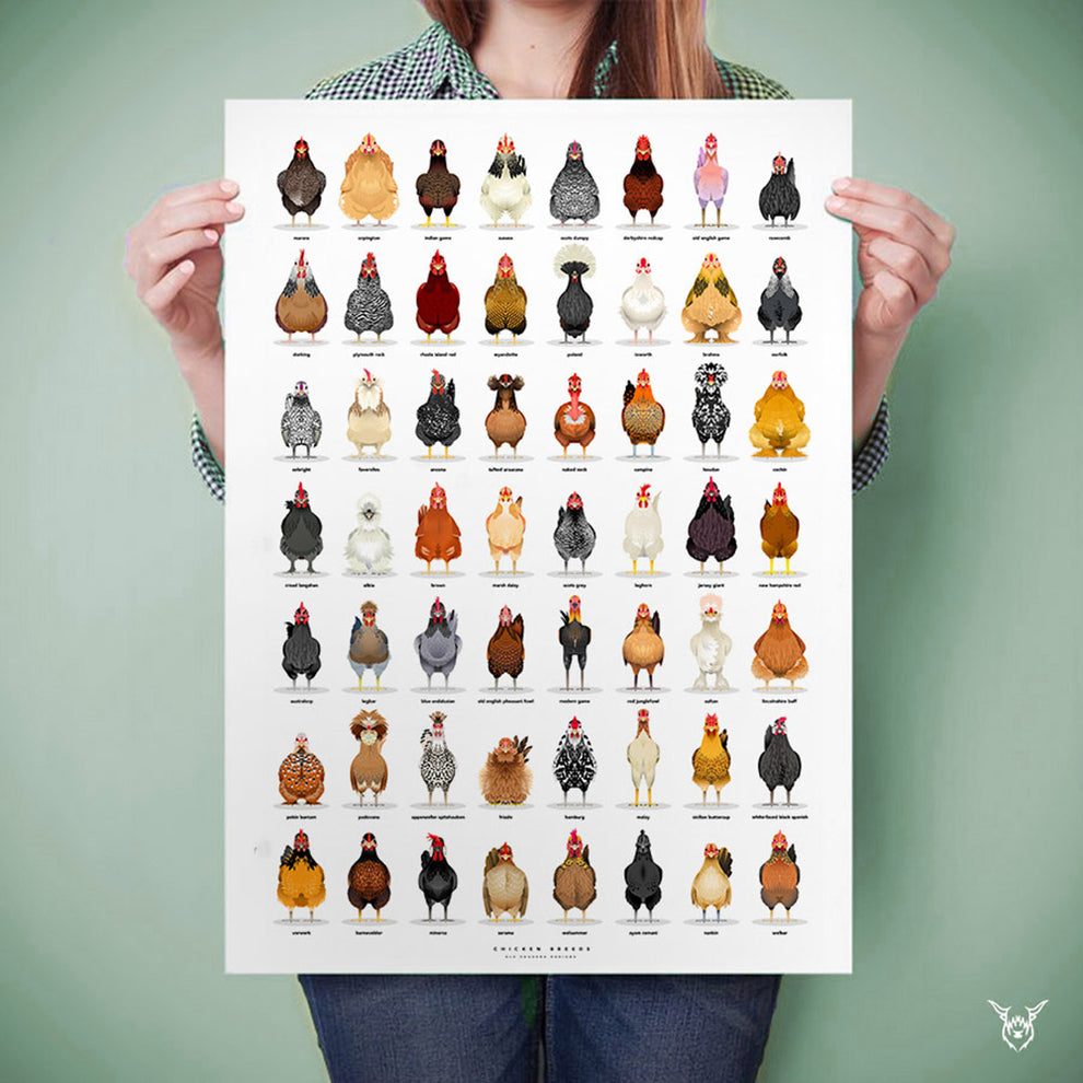 Chicken Breeds Poster – The Sheep Game