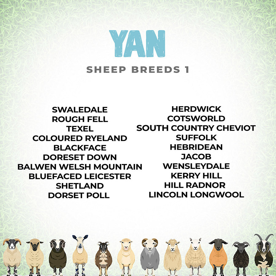 YAN - Sheep Breeds 1 – The Sheep Game