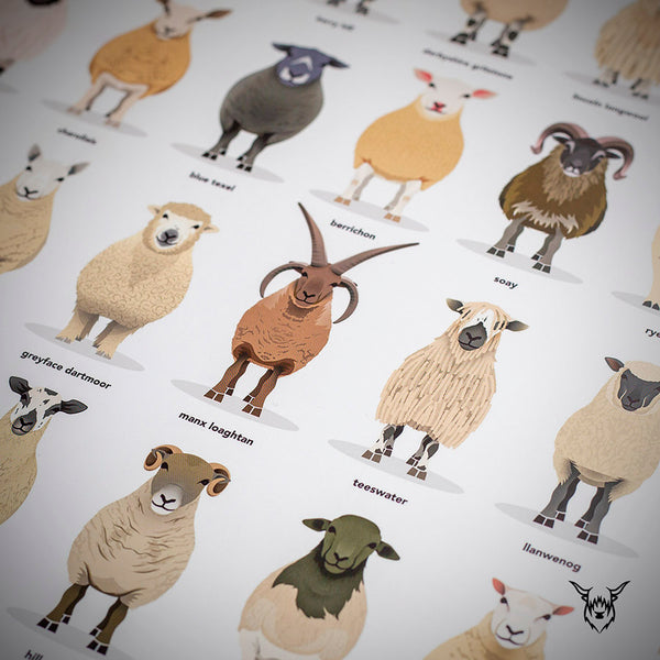 Sheep Breeds Poster – The Sheep Game